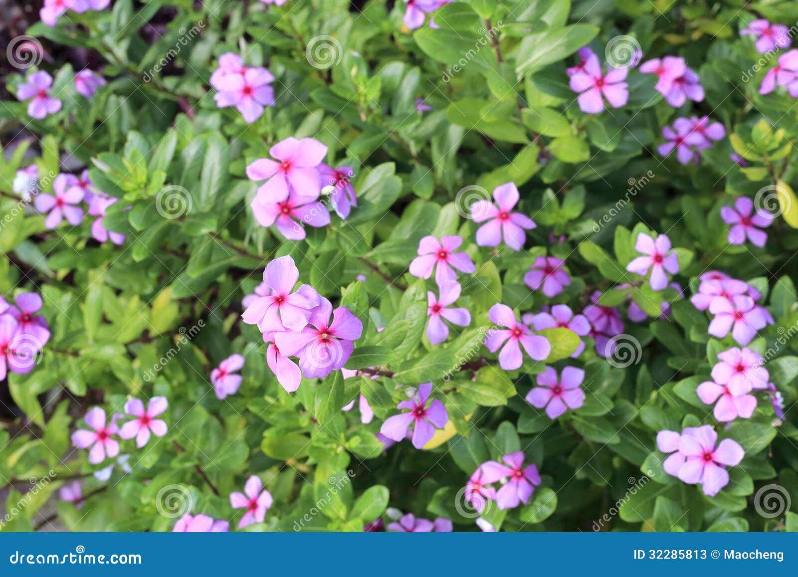 Purple periwinkle stock image. Image of growth, macro - 32285813