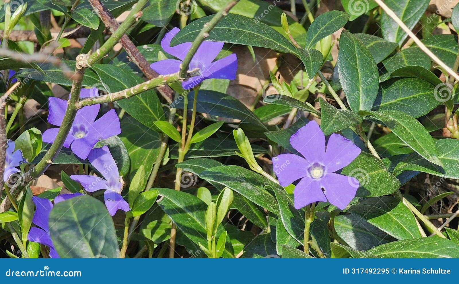 Purple Periwinkle (Vinca Minor) in Springtime Stock Image - Image of ...