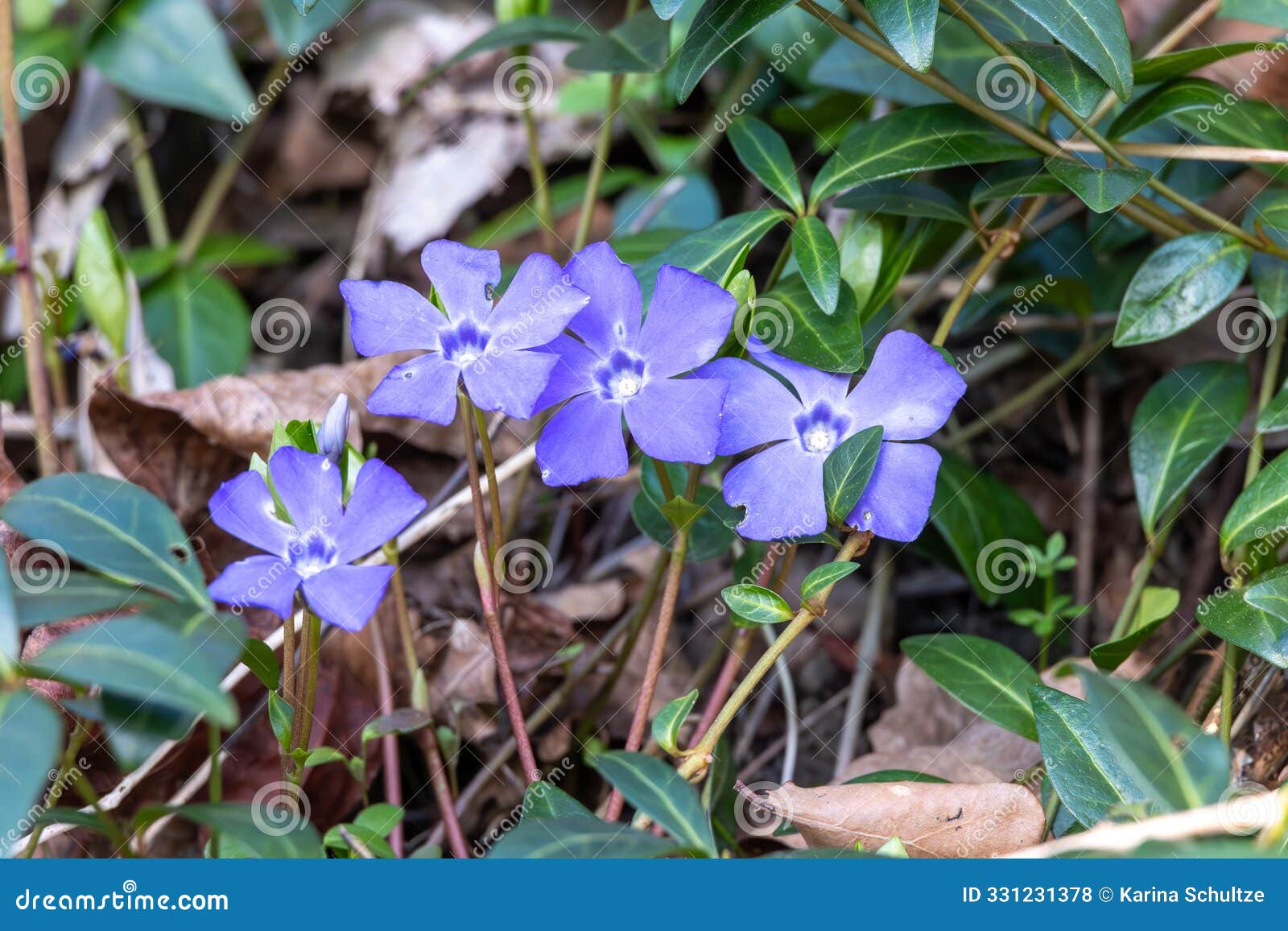 Purple Periwinkle (Vinca Minor) in Springtime Stock Photo - Image of ...