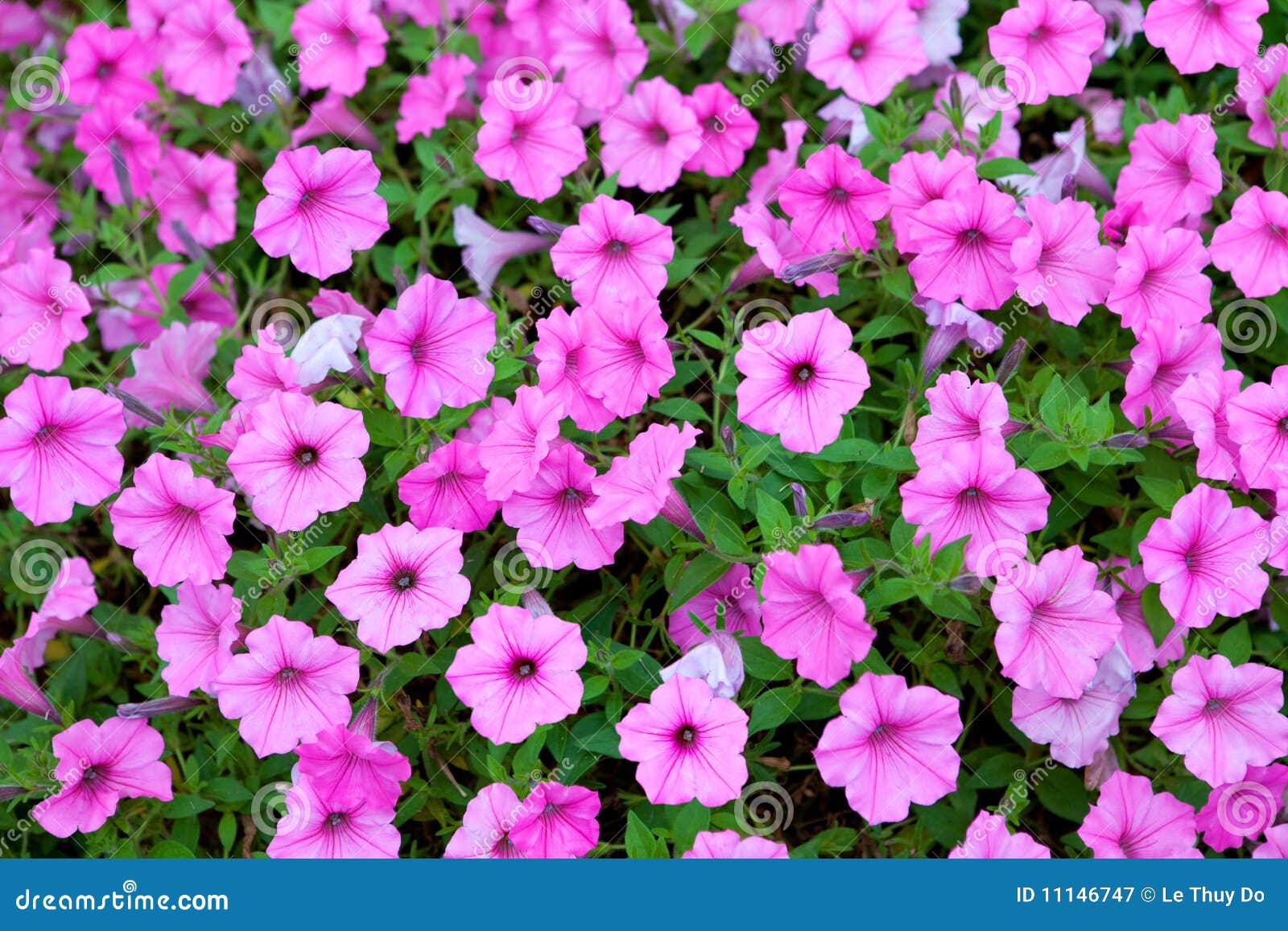 Purple Petunia Background stock image. Image of grow - 11146747