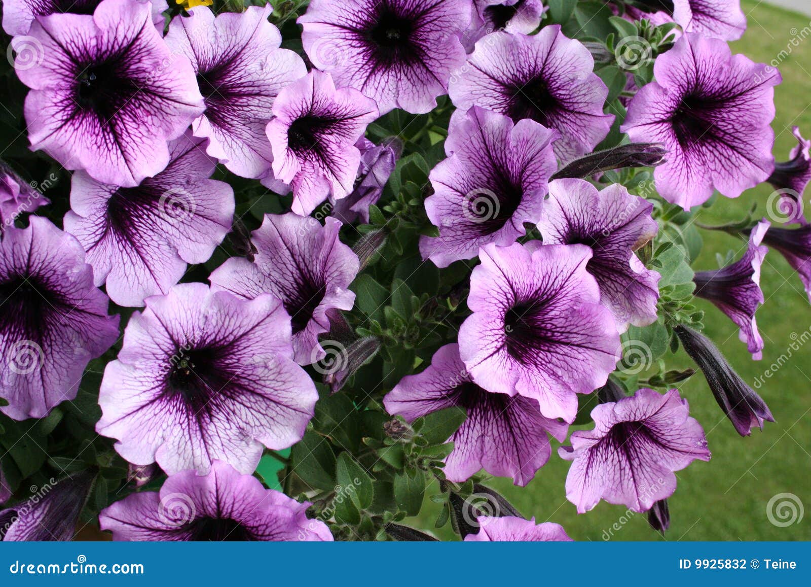 Purple Petunias stock photo. Image of violet, blossoms - 9925832