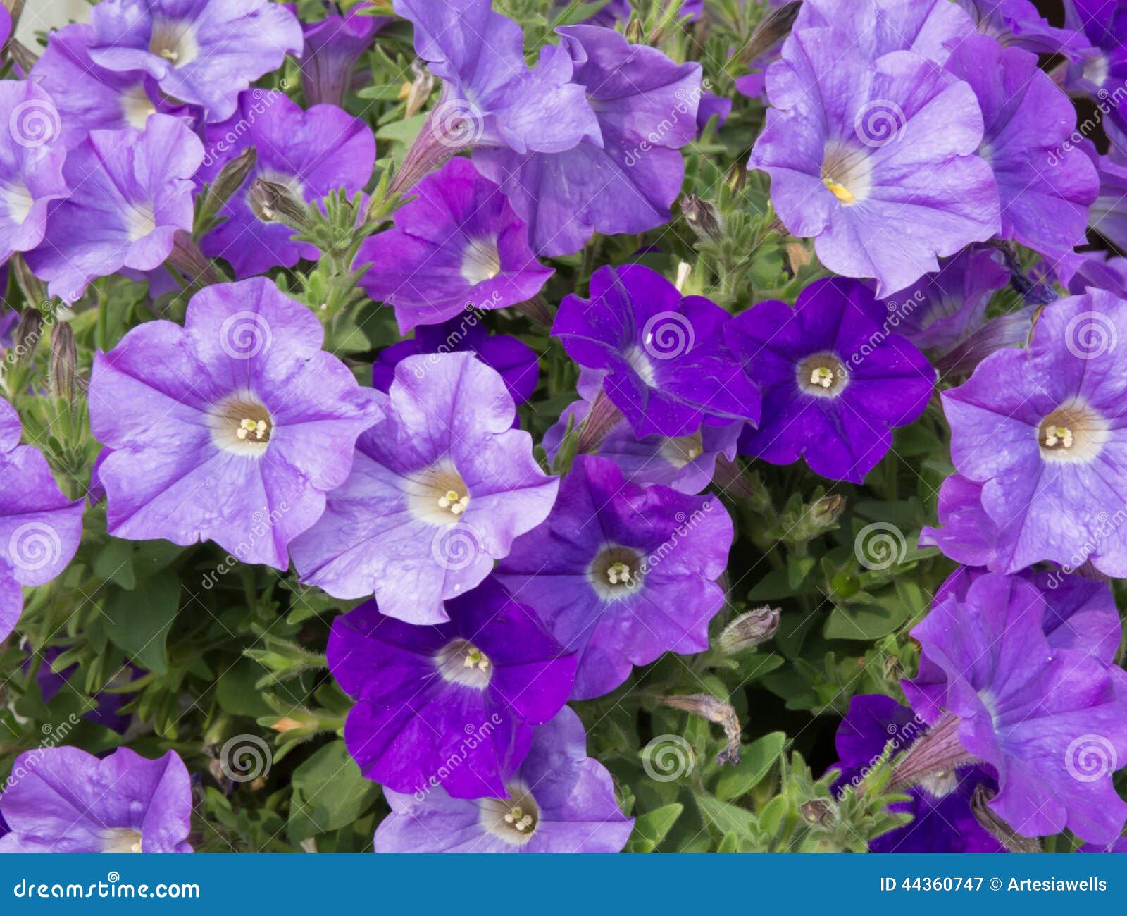Purple petunias stock image. Image of colorful, garden - 44360747