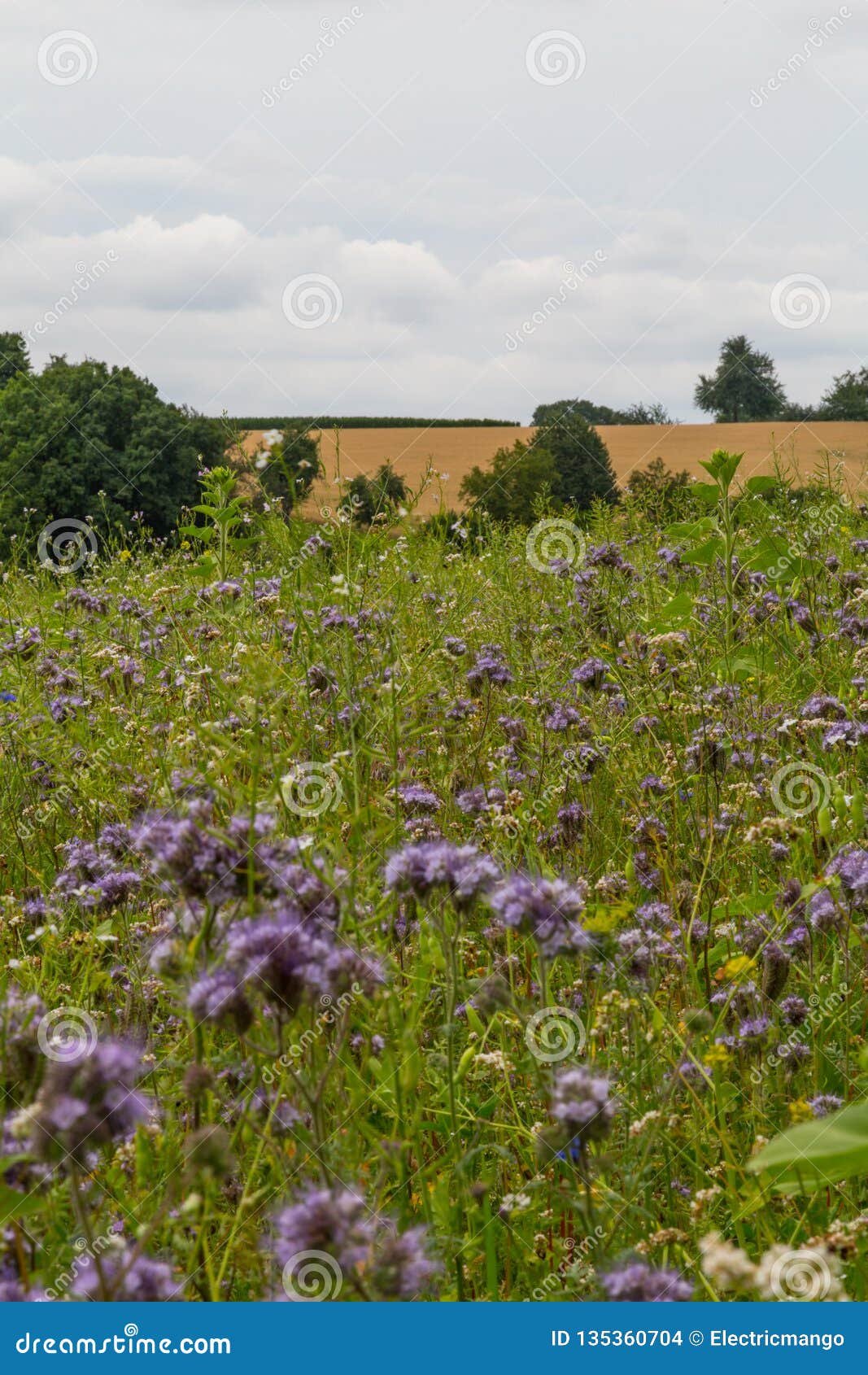 Purple Phacelia Field in German Rural Landscape Stock Photo - Image of ...