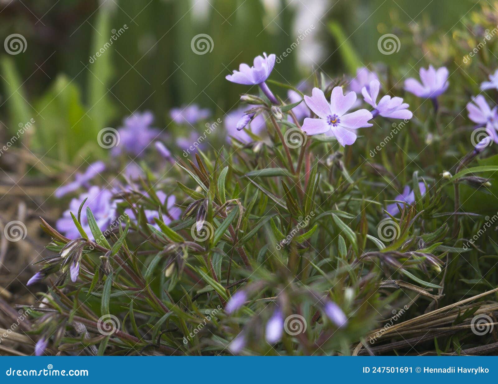 Purple Phlox Flowers in the Spring Garden Stock Image - Image of ...