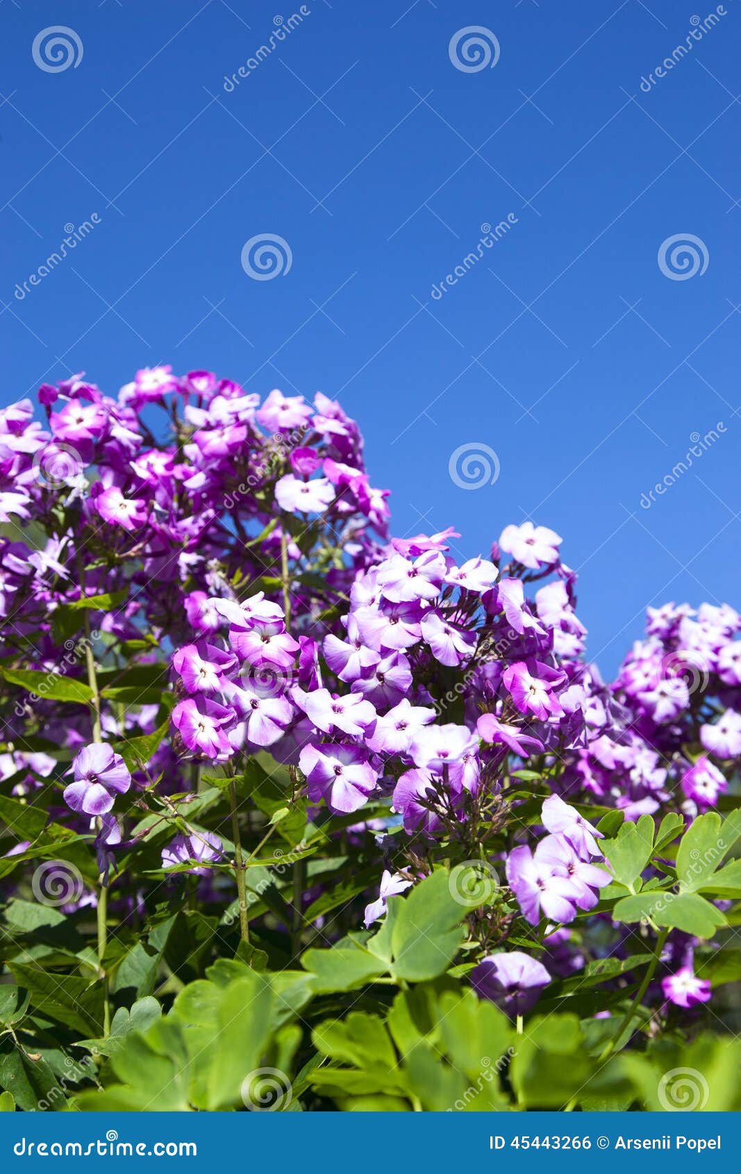 Purple Phlox Flowers on Sunny Day. Stock Photo - Image of flowery ...