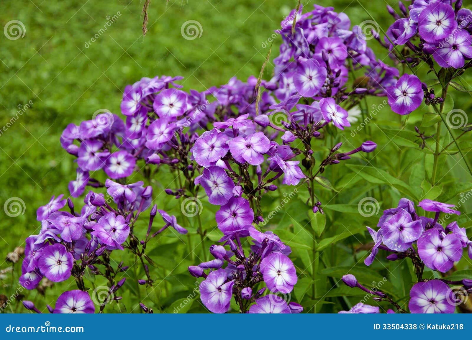 Purple phlox stock photo. Image of green, open, closeup - 33504338