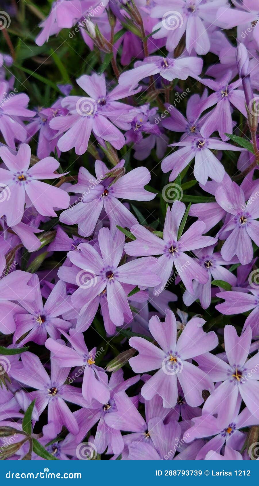 Purple Phlox Illuminated by the Spring Sun Stock Image - Image of ...