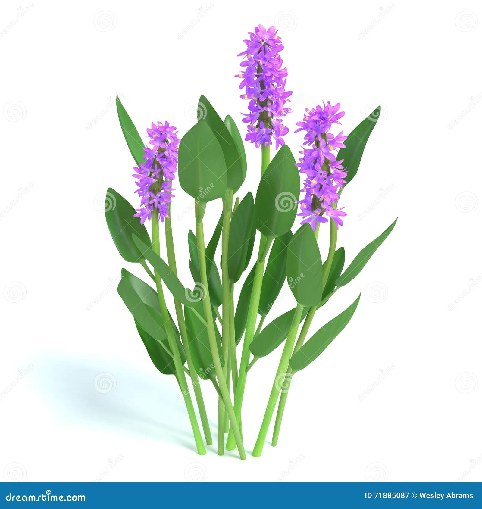 Purple Pickerel Rush Flowers Stock Illustration - Illustration of ...