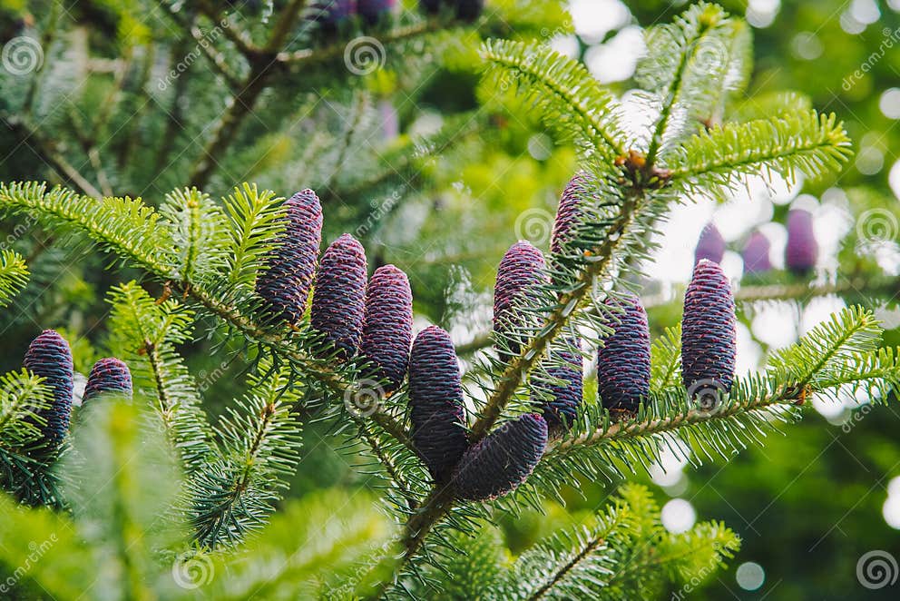 Purple Pine Cones on a Spruce Tree Stock Photo - Image of cones, deep ...