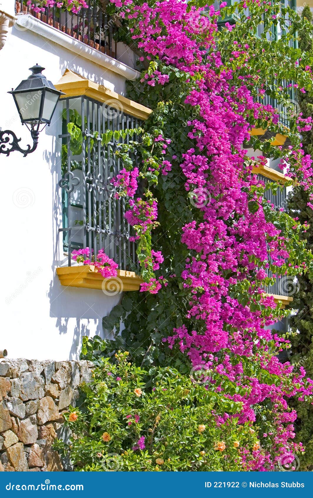 Purple or Pink Bouganvilla on Side of House Stock Photo - Image of ...