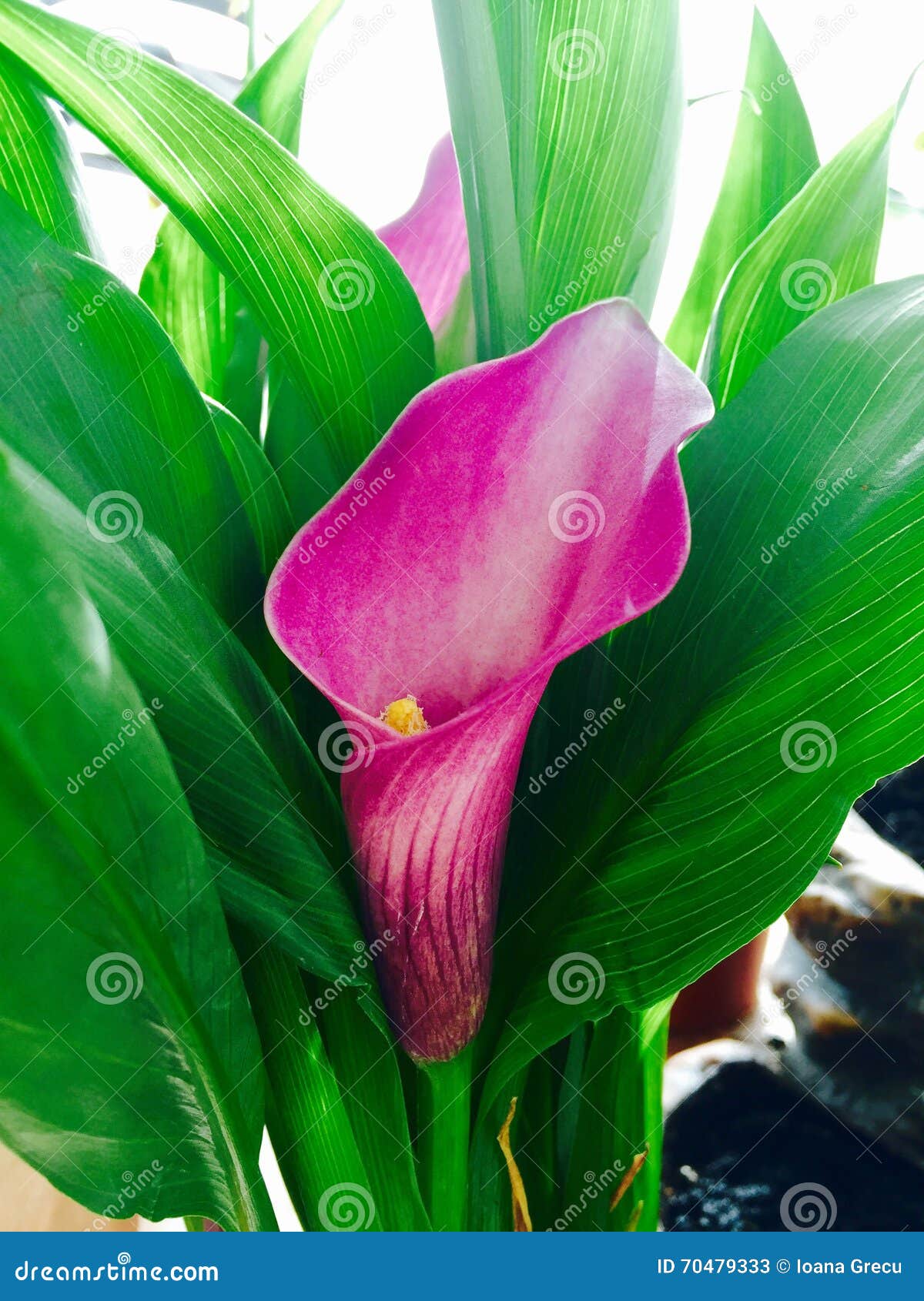 Purple pink calla lily stock image. Image of flower, arum - 70479333