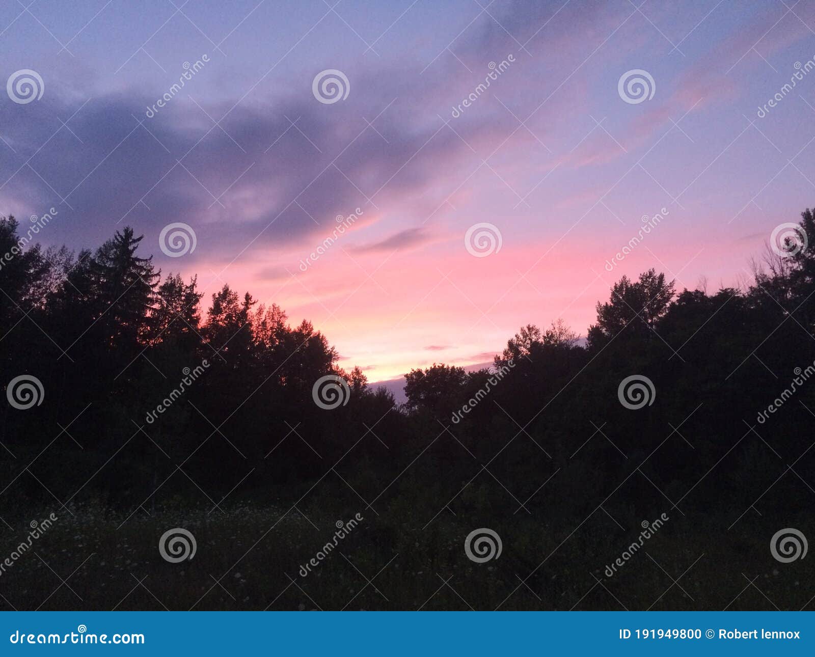 Purple Pink Clouds Trees Night Stock Photo - Image of night, clouds ...