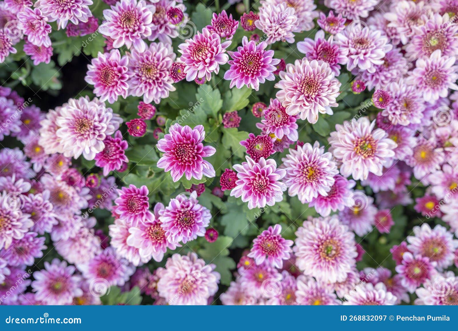 The Purple Pink Fall Mum Flowers Textured Stock Image - Image of botany ...