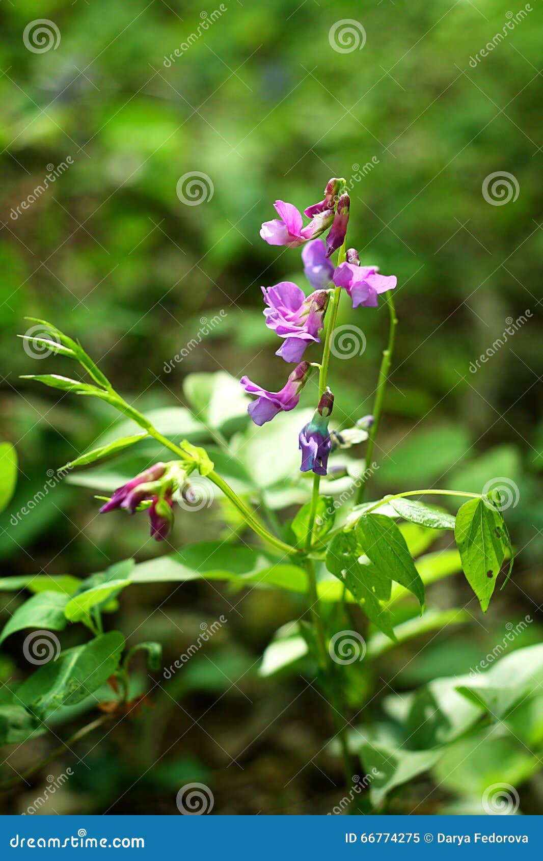 Purple Pink Flower in Spring Stock Image - Image of odor, gardening ...