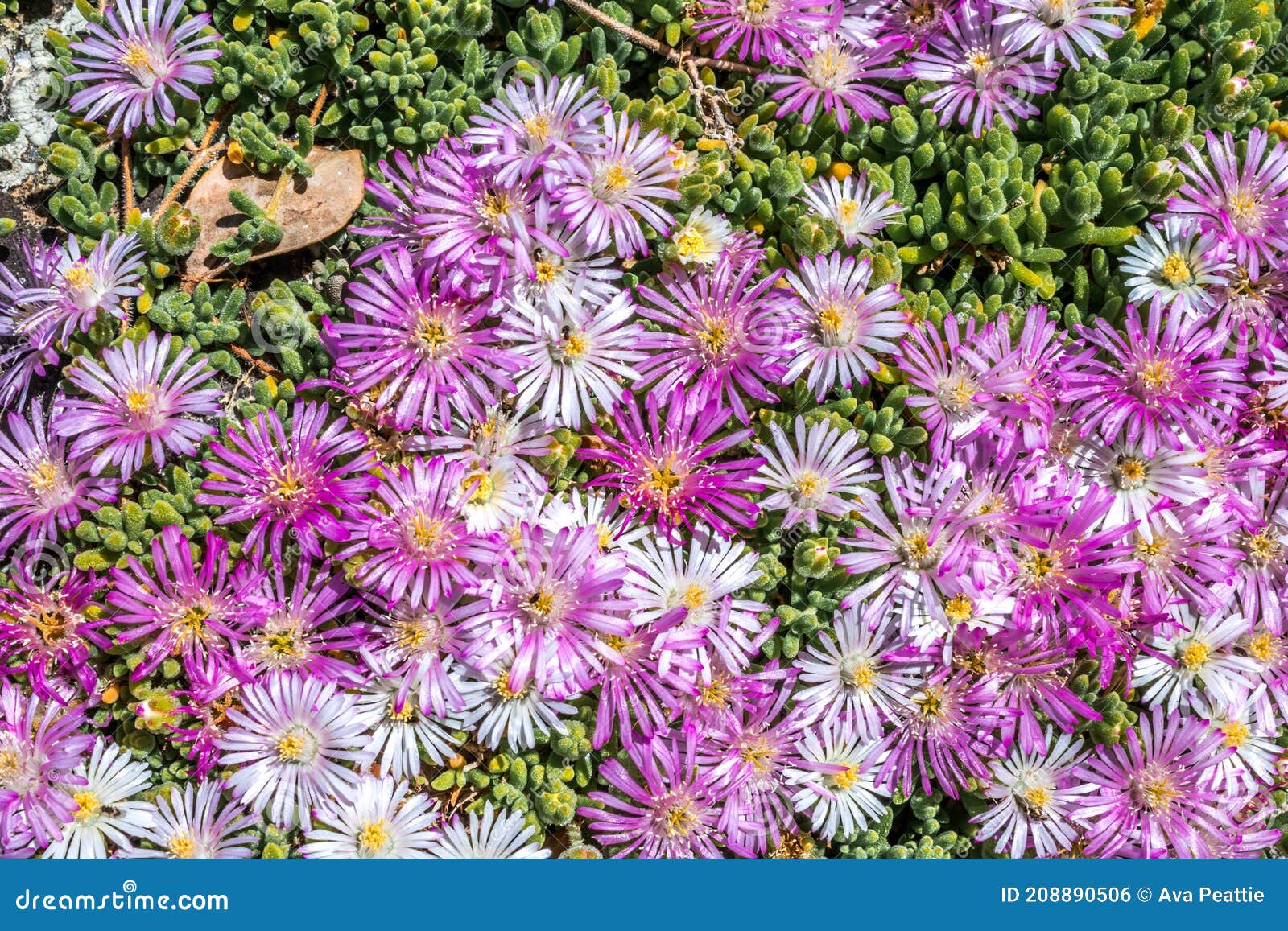Purple and Pink Fynbos Flower in Bloom on Top of Table Mountain Stock ... Purple and Pink Fynbos Flower in Bloom on Top of Table Mountain Stock ...