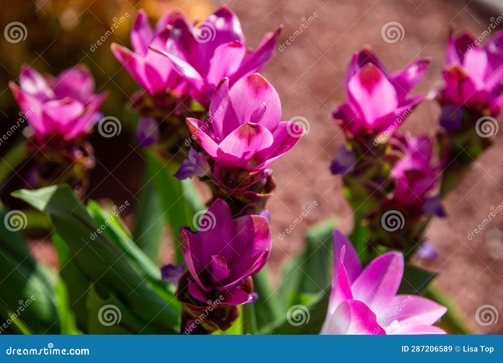Purple or Pink Ginger stock image. Image of flora, macro - 287206589