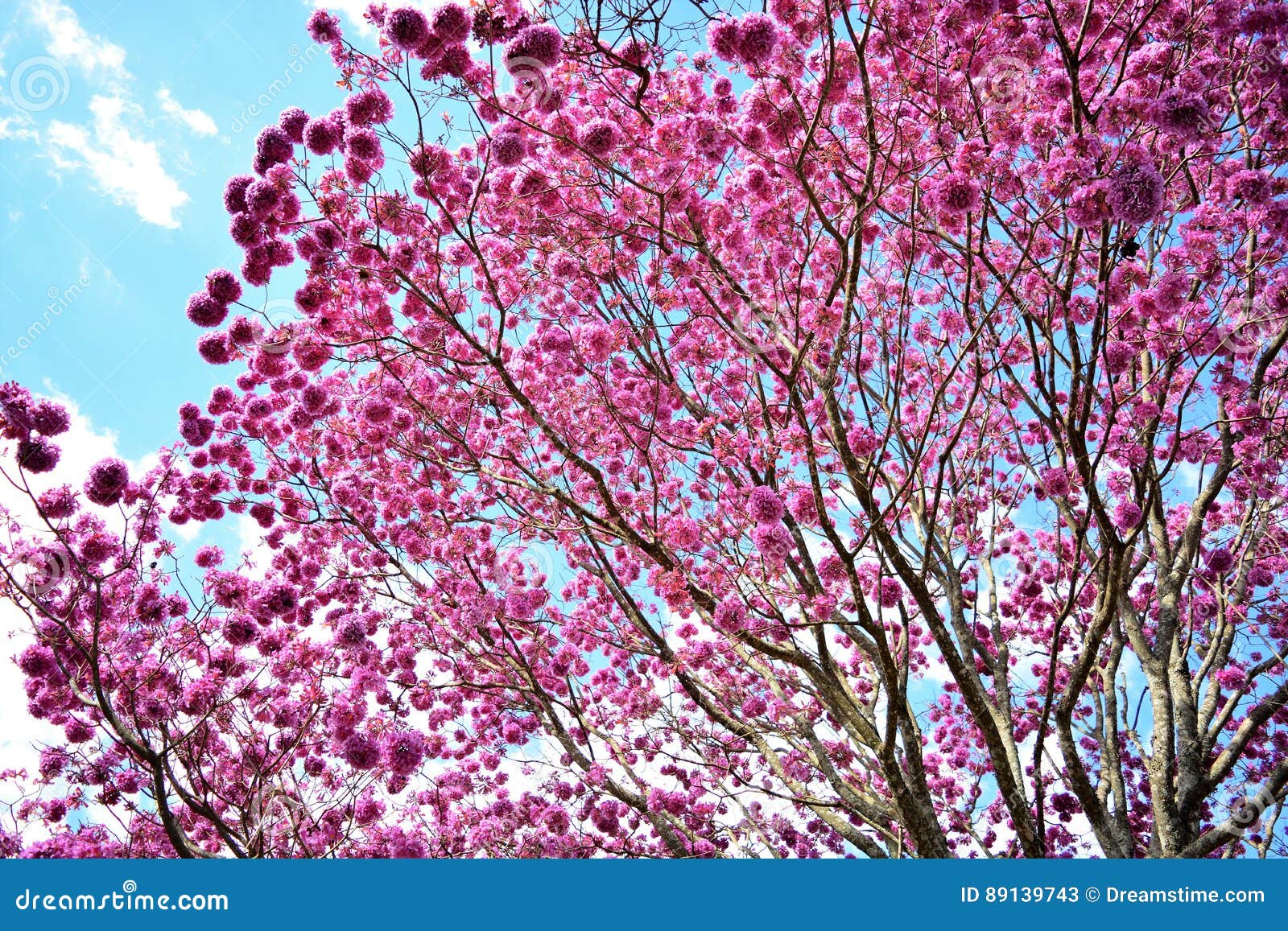 Purple Pink Ipe Tree Cupe stock image. Image of rosa - 89139743