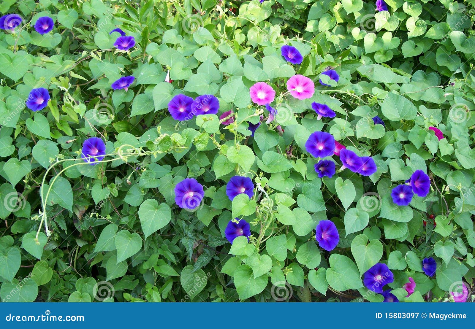 Purple and Pink Morning Glories Stock Image - Image of background ...