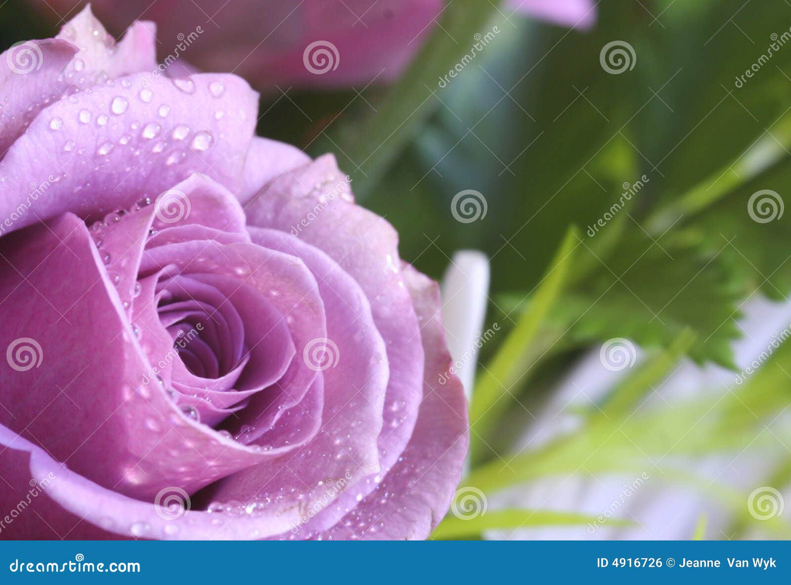 Purple-pink rose stock photo. Image of closeup, drops - 4916726