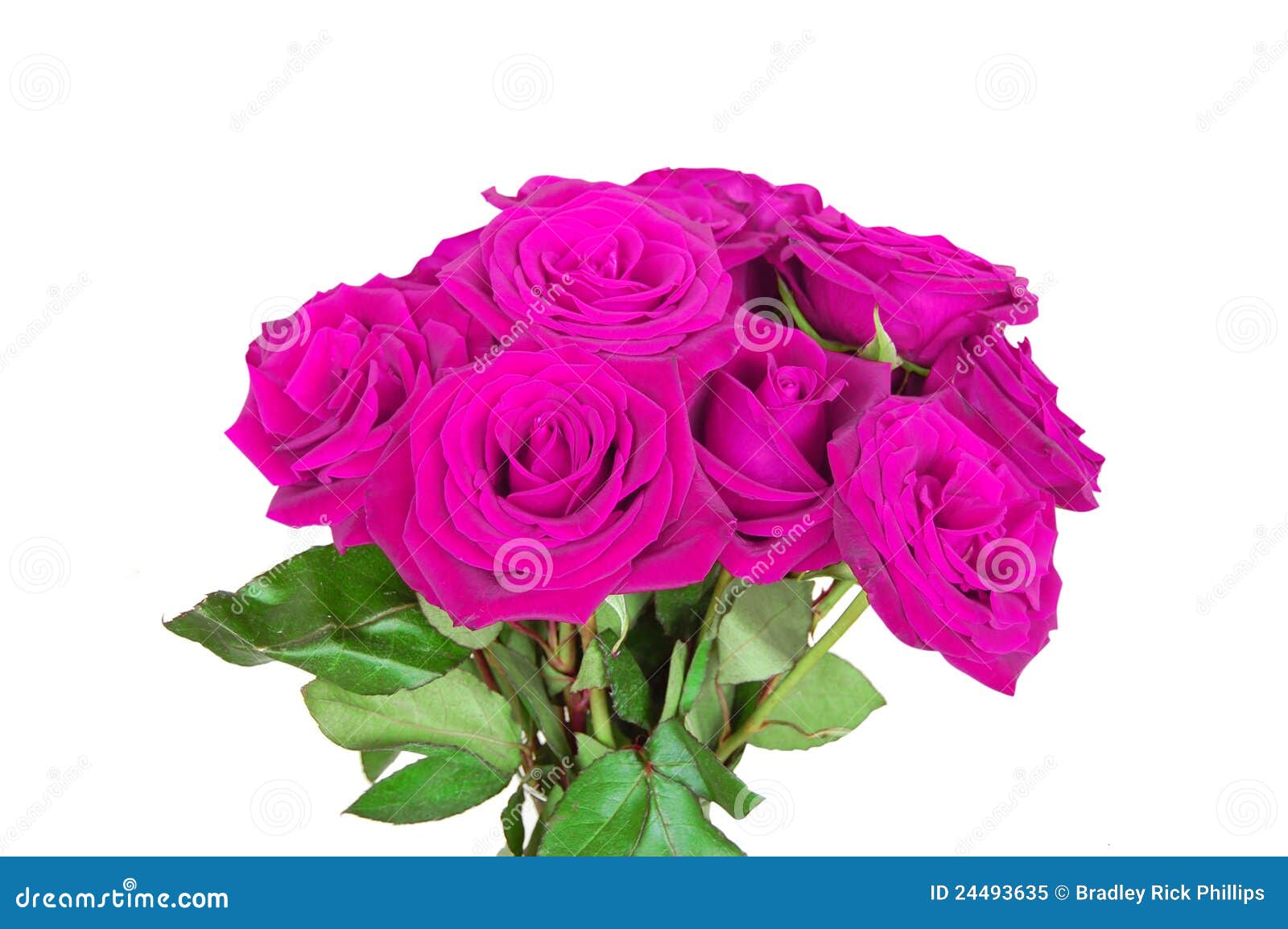 Purple/pink roses stock image. Image of roses, purple - 24493635