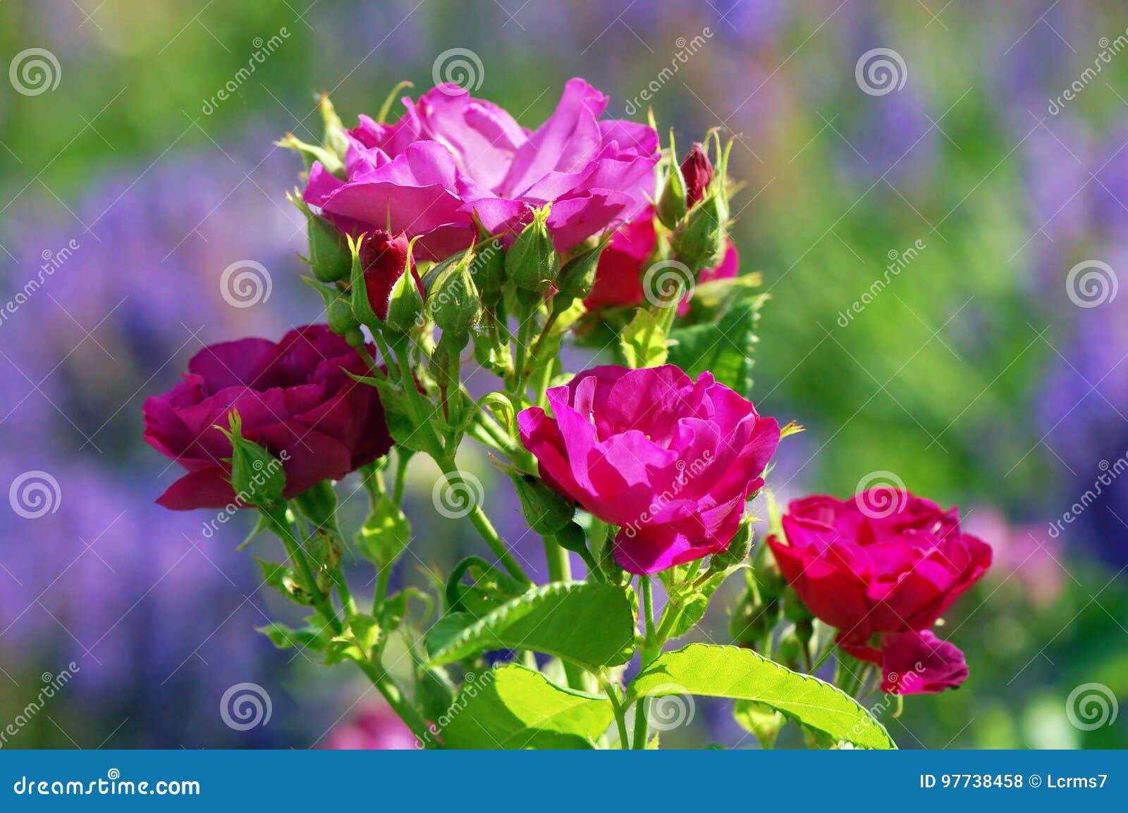 Purple Pink Roses in Garden Stock Photo - Image of beautiful, summer ...