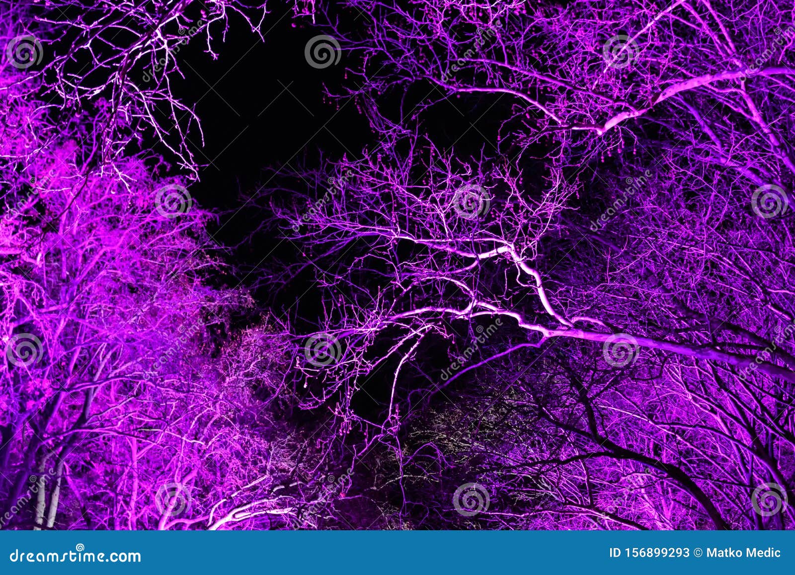 Purple and pink trees stock image. Image of colored - 156899293