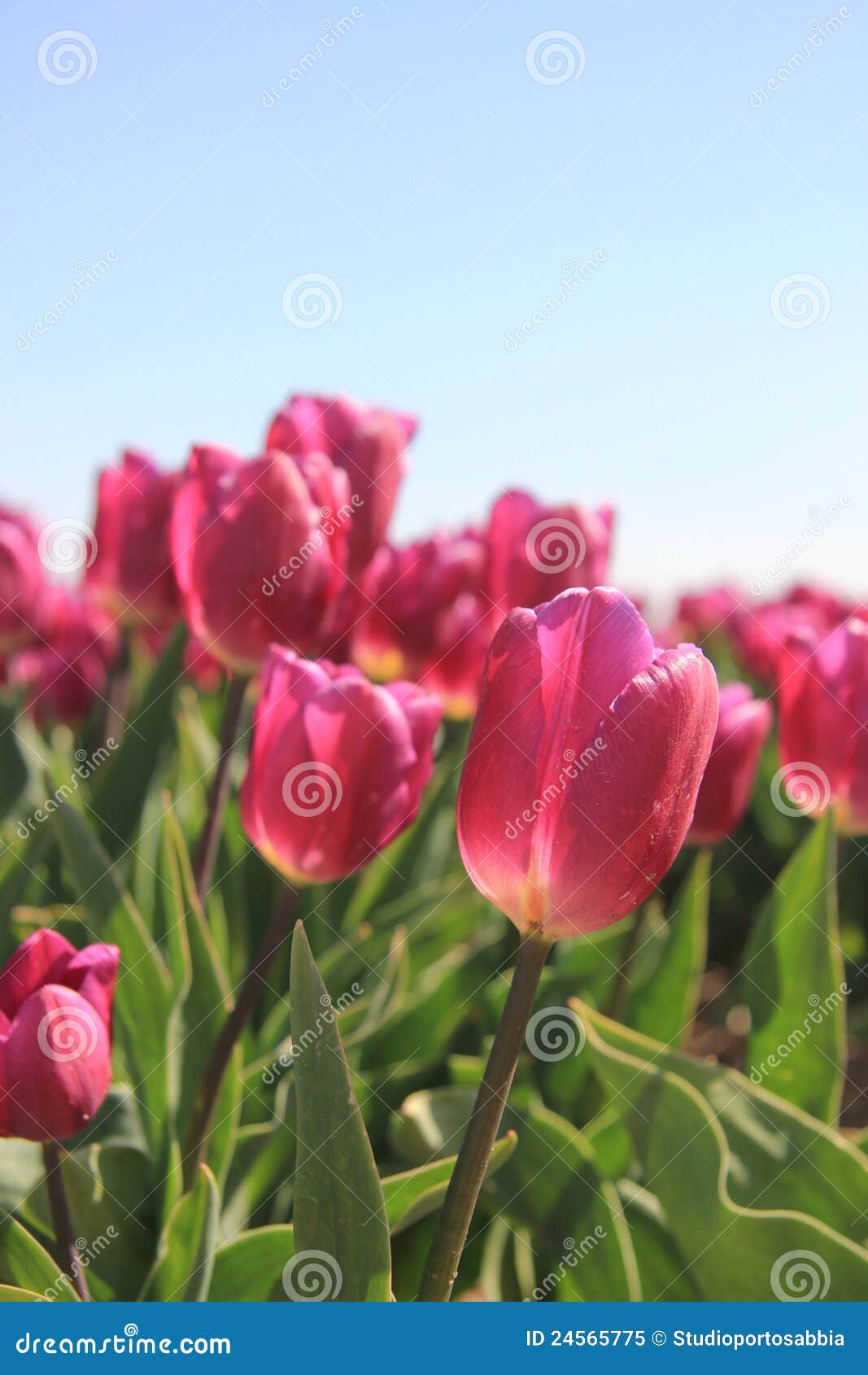 Purple Pink Tulips in the Sunlight Stock Image - Image of flower ...