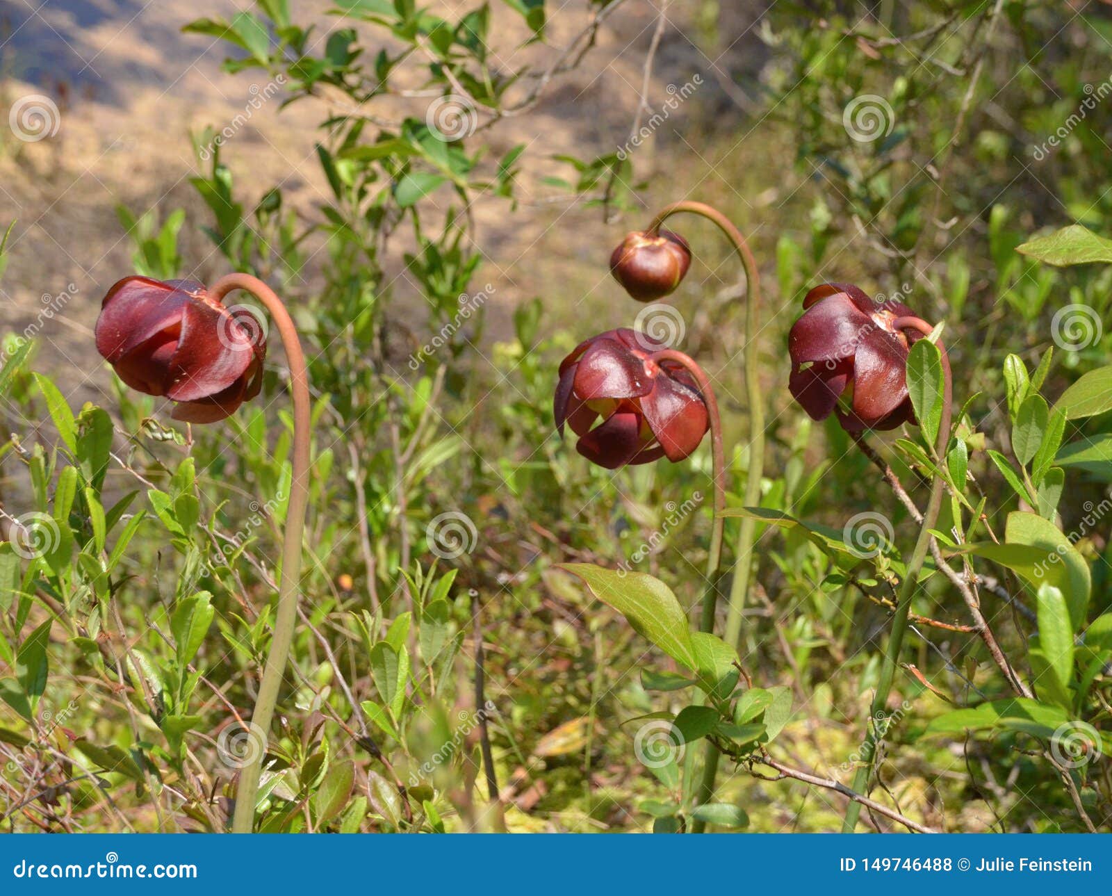 Purple Pitcher Plant Flowers Stock Photo - Image of plant, sarracenia ... Purple Pitcher Plant Flowers Stock Photo - Image of plant, sarracenia ...
