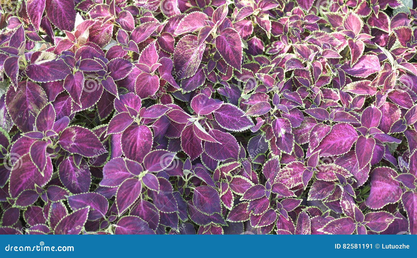 Purple plant leaf texture stock image. Image of texturevery - 82581191