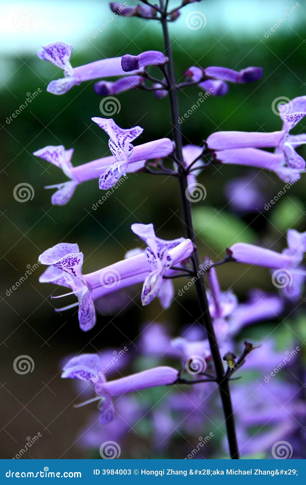 Purple Plectranthus stock image. Image of summer, purple - 3984003