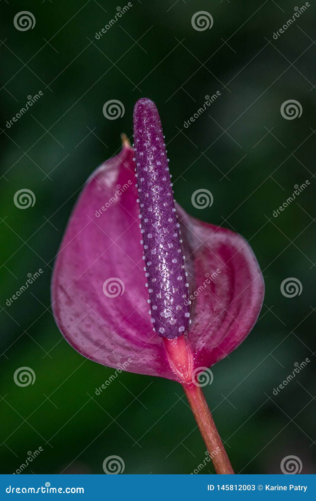 `Purple Plum` Araceae, Anthurium Tailflower Stock Image - Image of ...