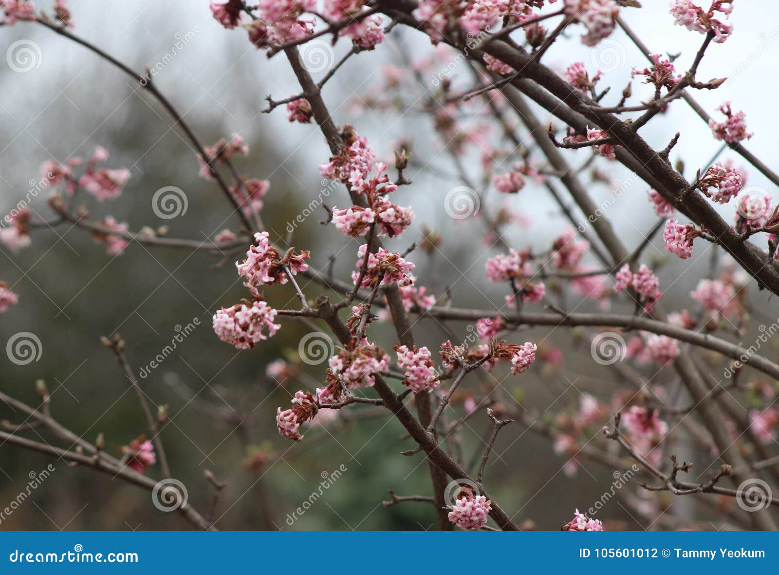 Purple Plum Tree Blooms in Spring Stock Photo - Image of blooming ...