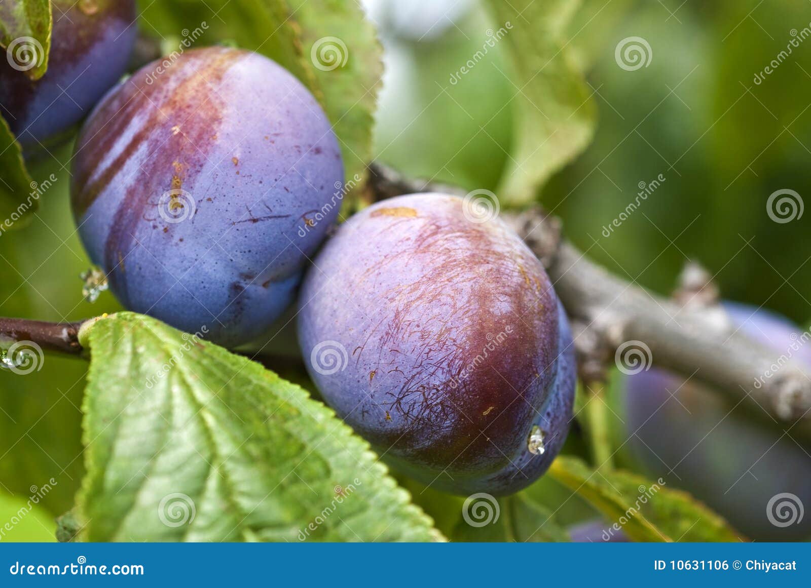 Purple Plums Ripening on the Tree Stock Photo - Image of autumn ...