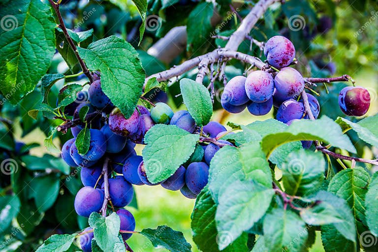 Purple plums stock photo. Image of apples, cake, tree - 79125104