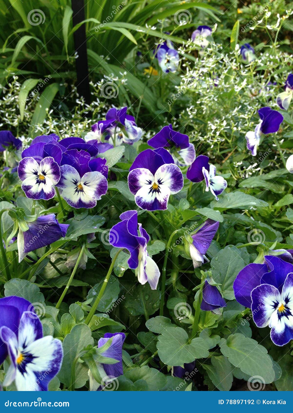 Purple Poppies stock photo. Image of purple, flower, poppies - 78897192