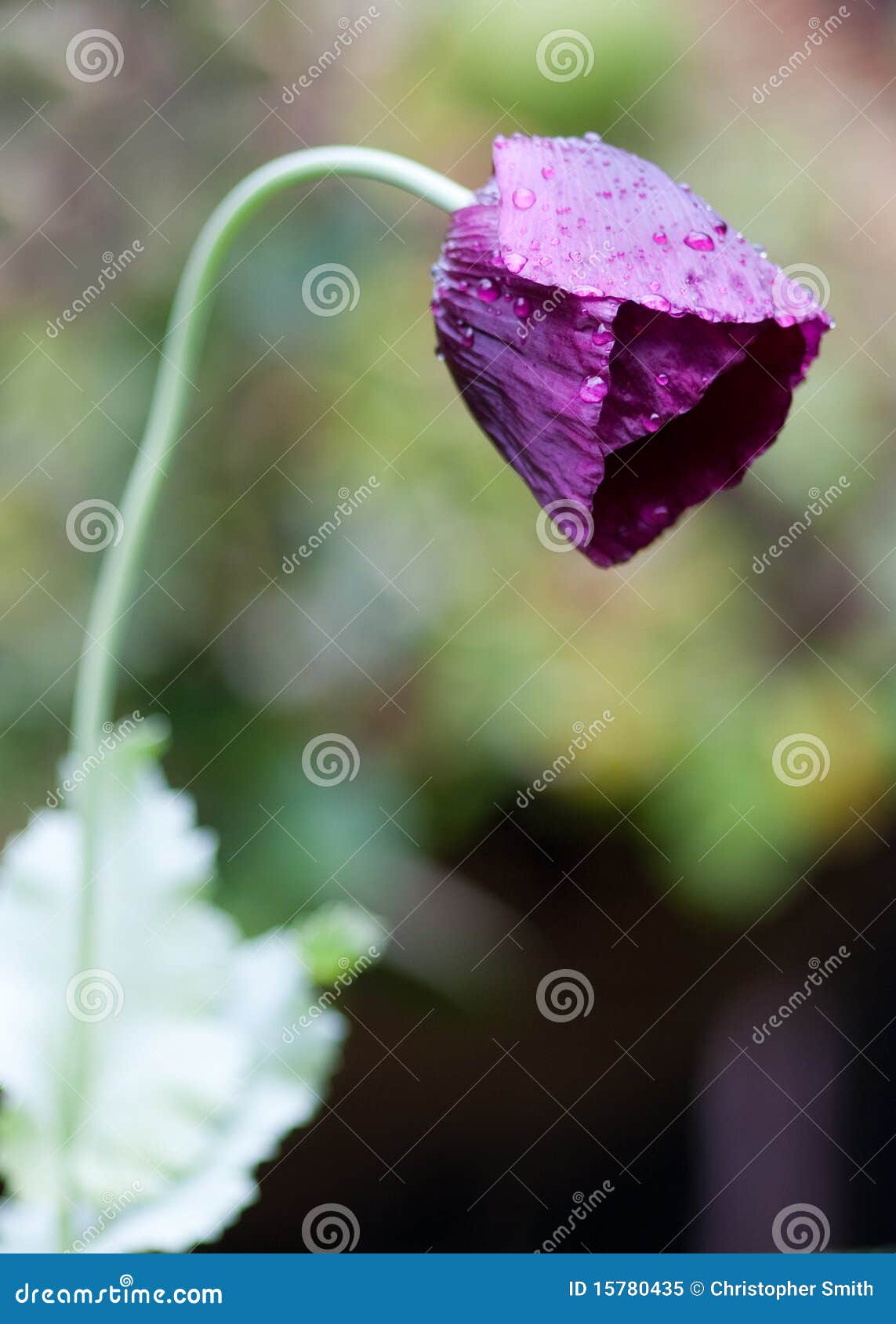 Purple Poppy stock image. Image of single, stem, poppy - 15780435