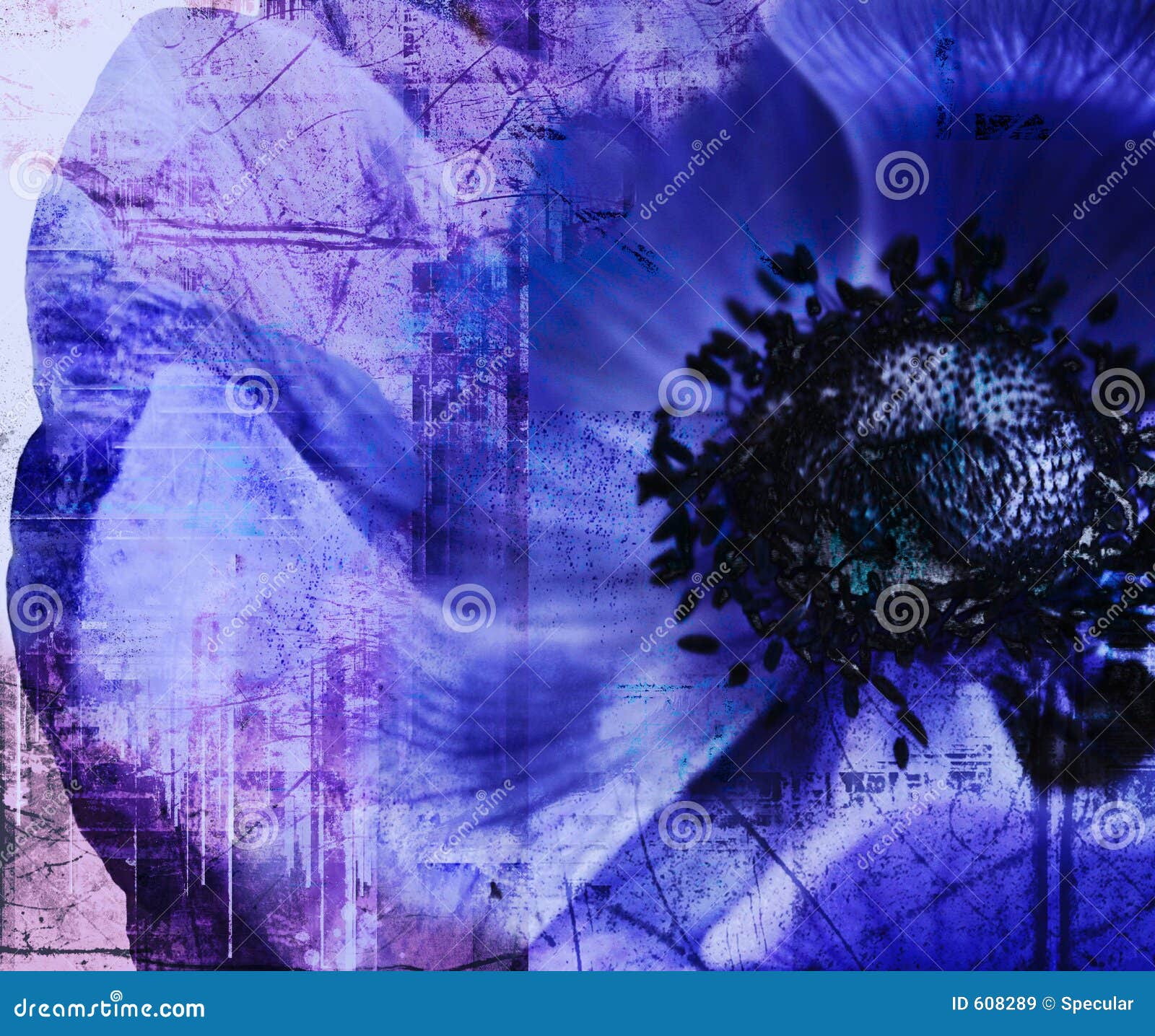 Purple poppy stock illustration. Illustration of bloom - 608289