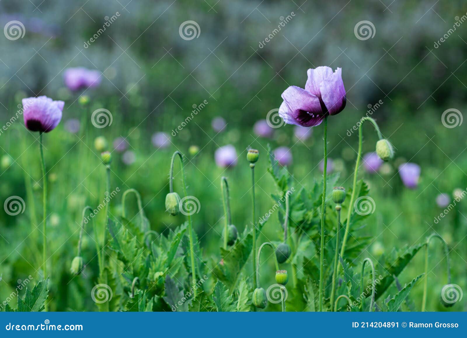 Purple poppy on field stock image. Image of purple, meadow - 214204891