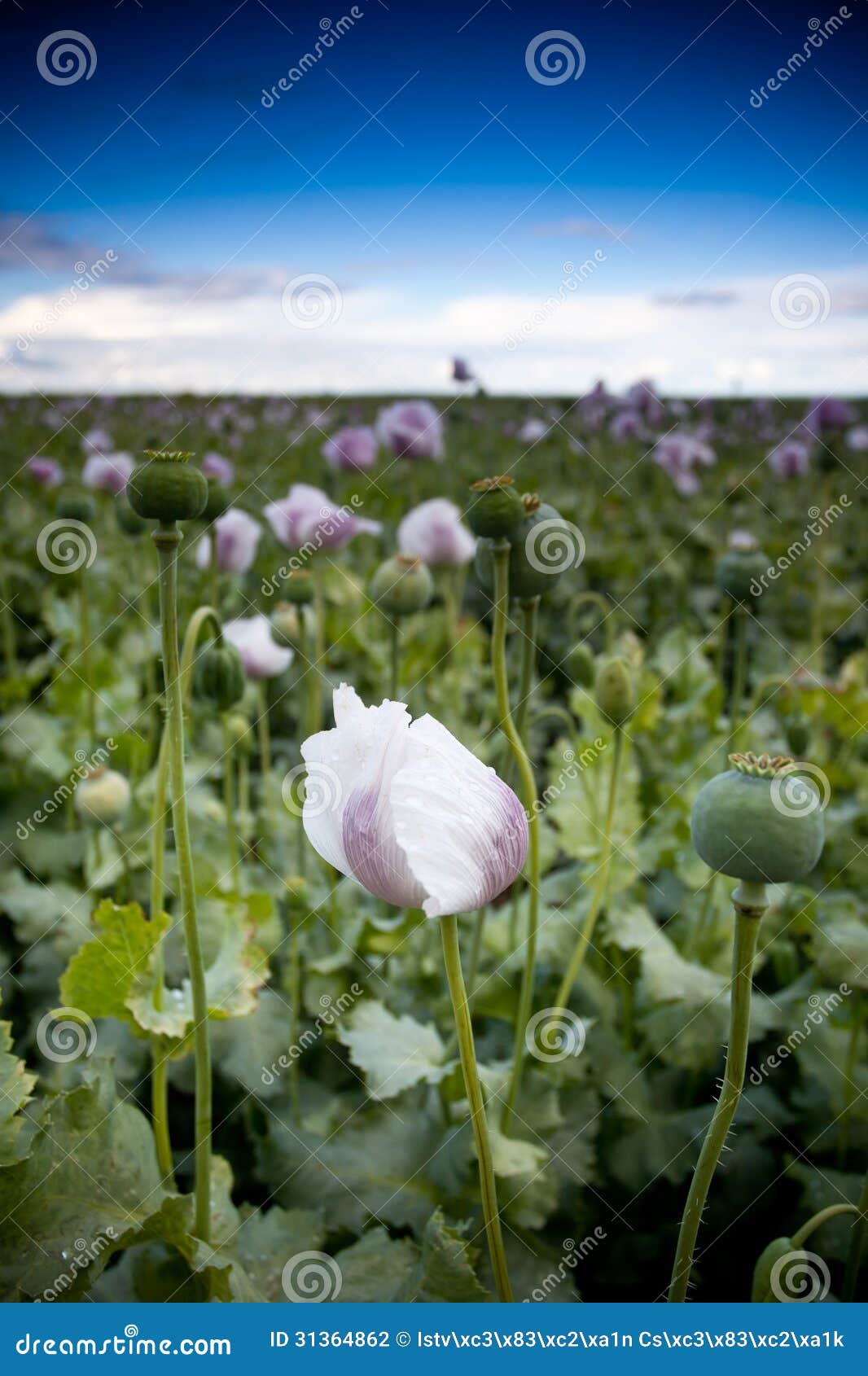 Purple poppy flower field stock photo. Image of land - 31364862