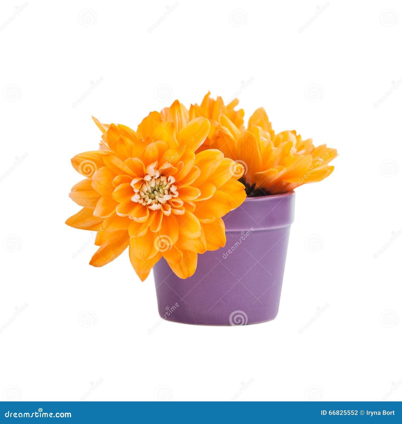 Purple Pot with Orange Flowers Stock Photo - Image of spring, seasonal ...