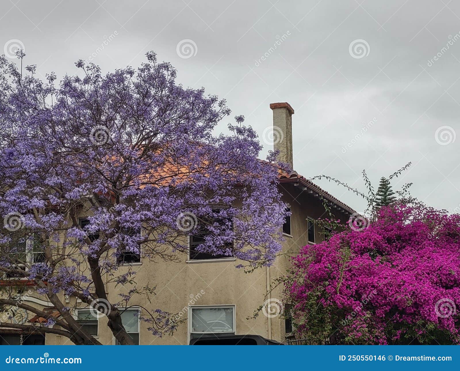 Purple pow stock photo. Image of branch, tree, purple - 250550146