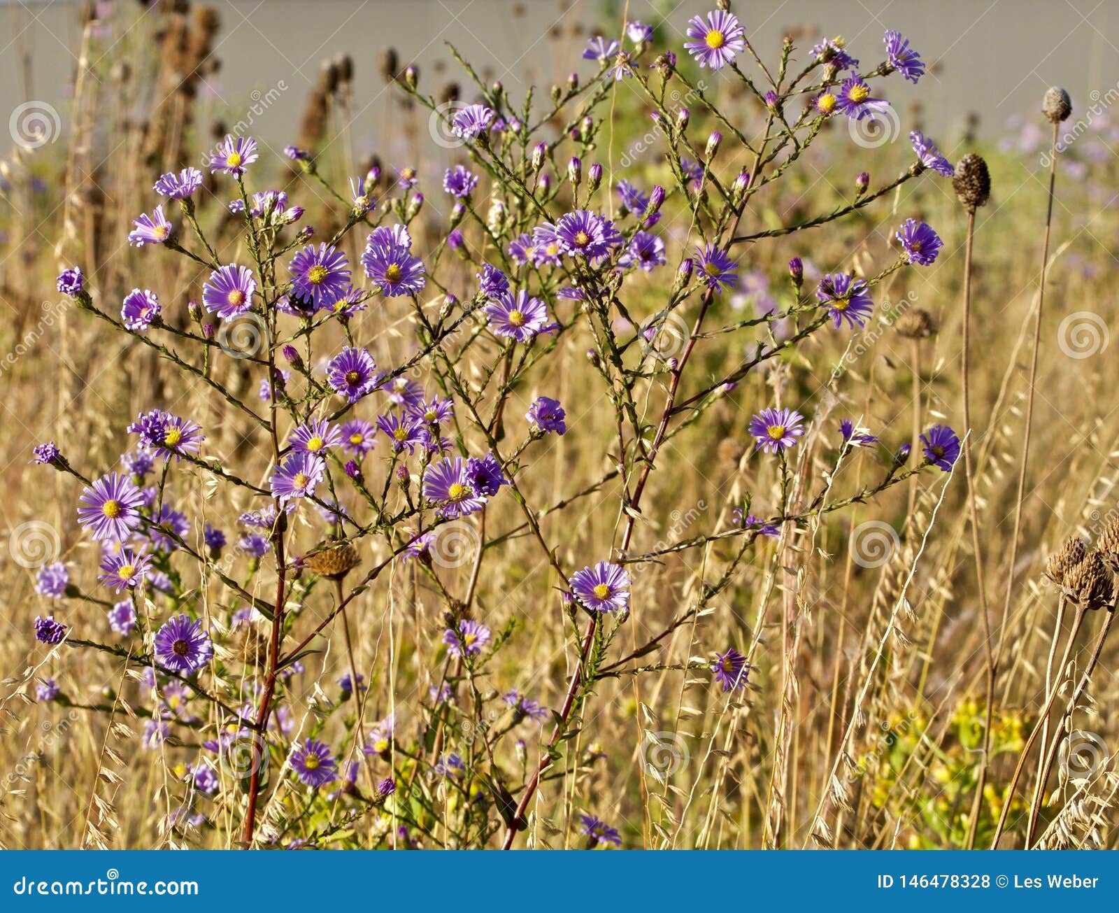 Purple Prairie Flowers stock photo. Image of color, garden - 146478328
