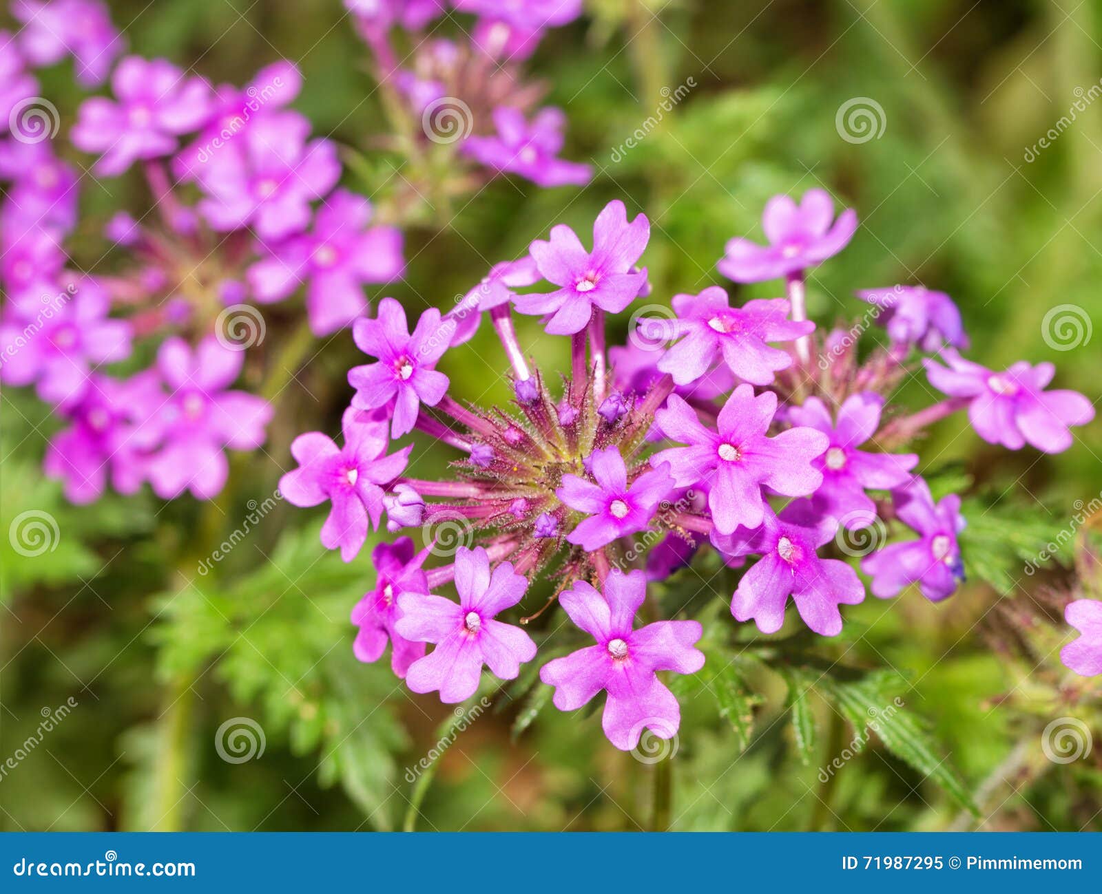 Purple Prairie Verbena Flowers Stock Image - Image of glandularia ...