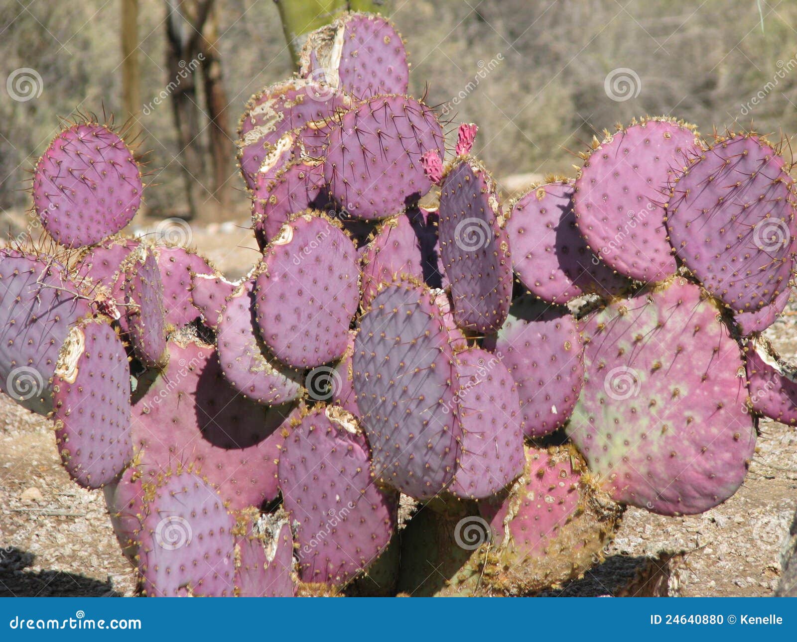Purple Prickles stock photo. Image of cactus, purple - 24640880