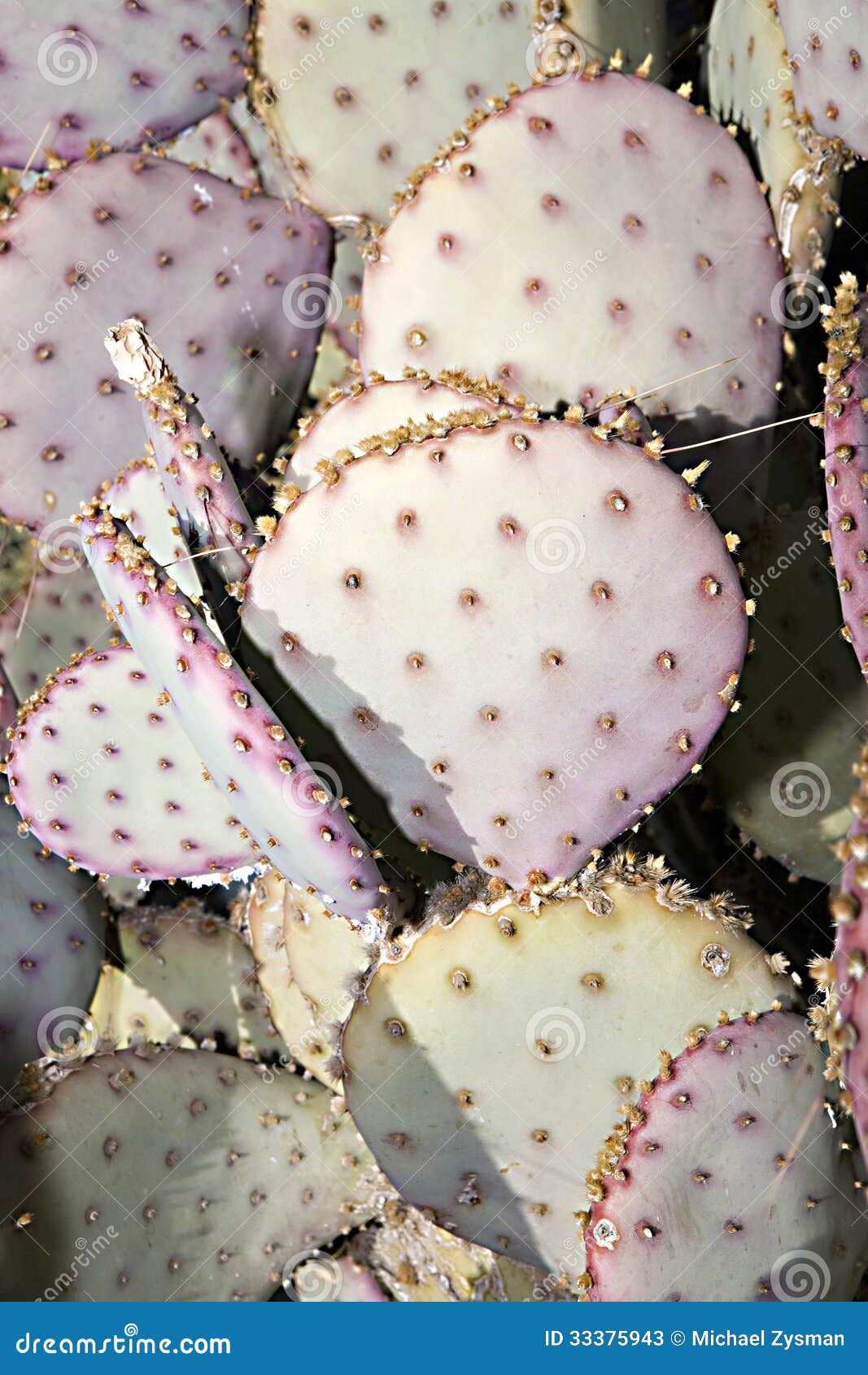 Purple Prickly Pear Cactus stock image. Image of pears - 33375943