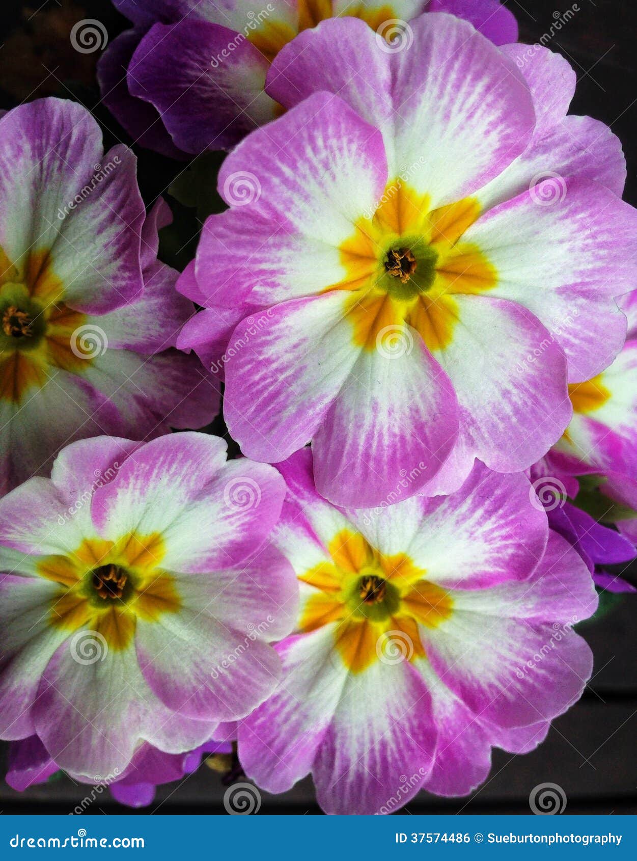 Purple primrose stock photo. Image of petals, macro, leyland - 37574486
