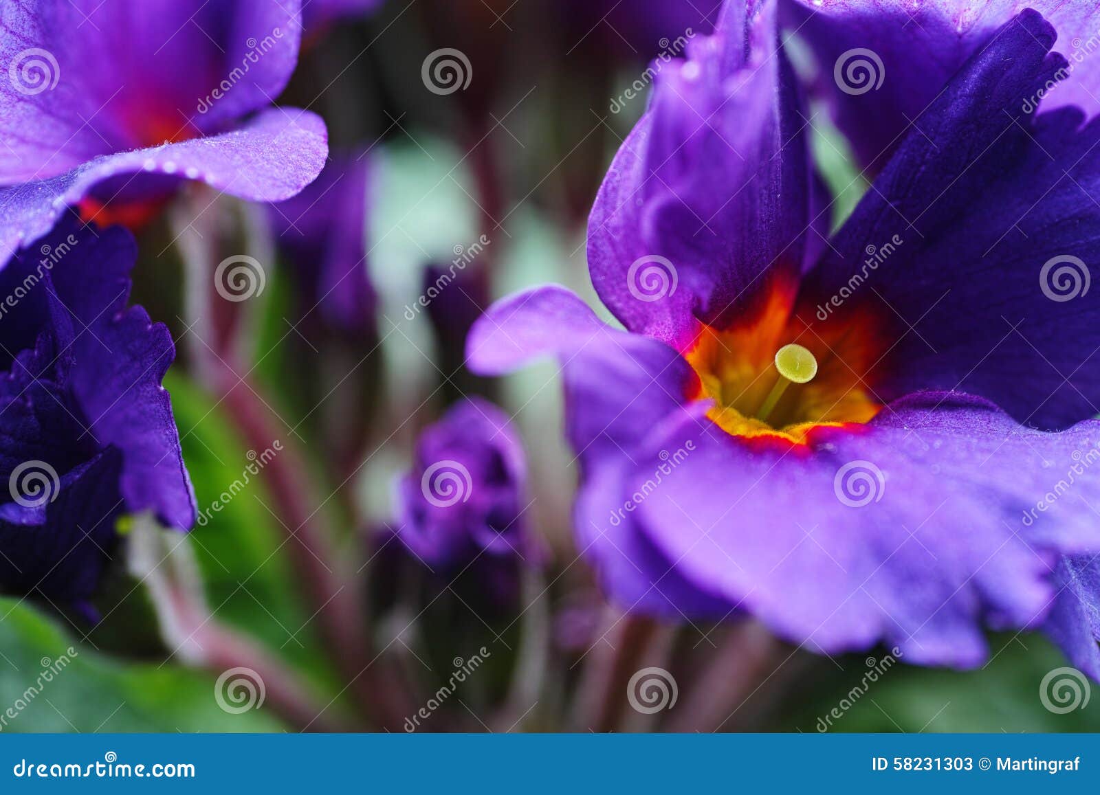 Dark-purple Primrose Flowers Vivid Color, Macro Image. Bokeh Stock ...