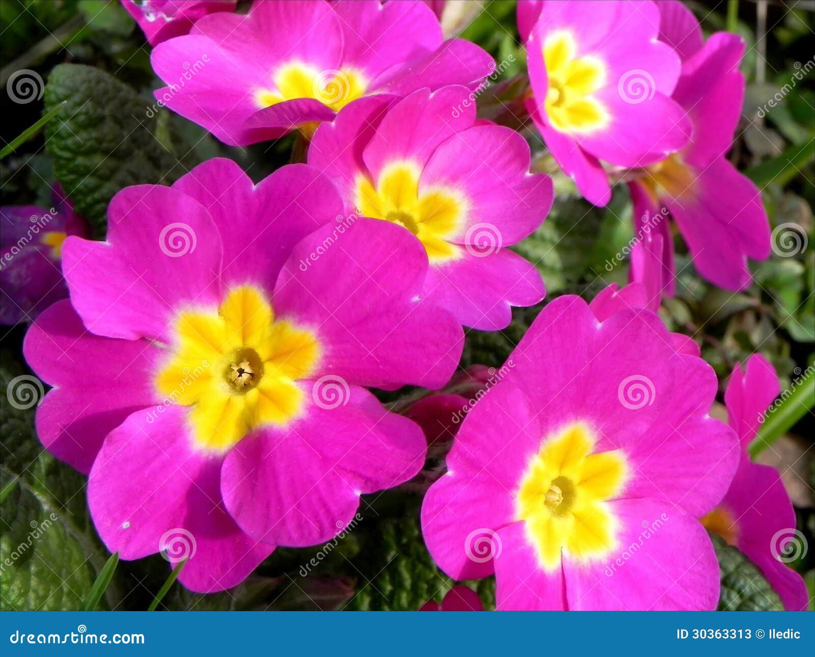 Purple Primrose stock image. Image of purple, botanic - 30363313