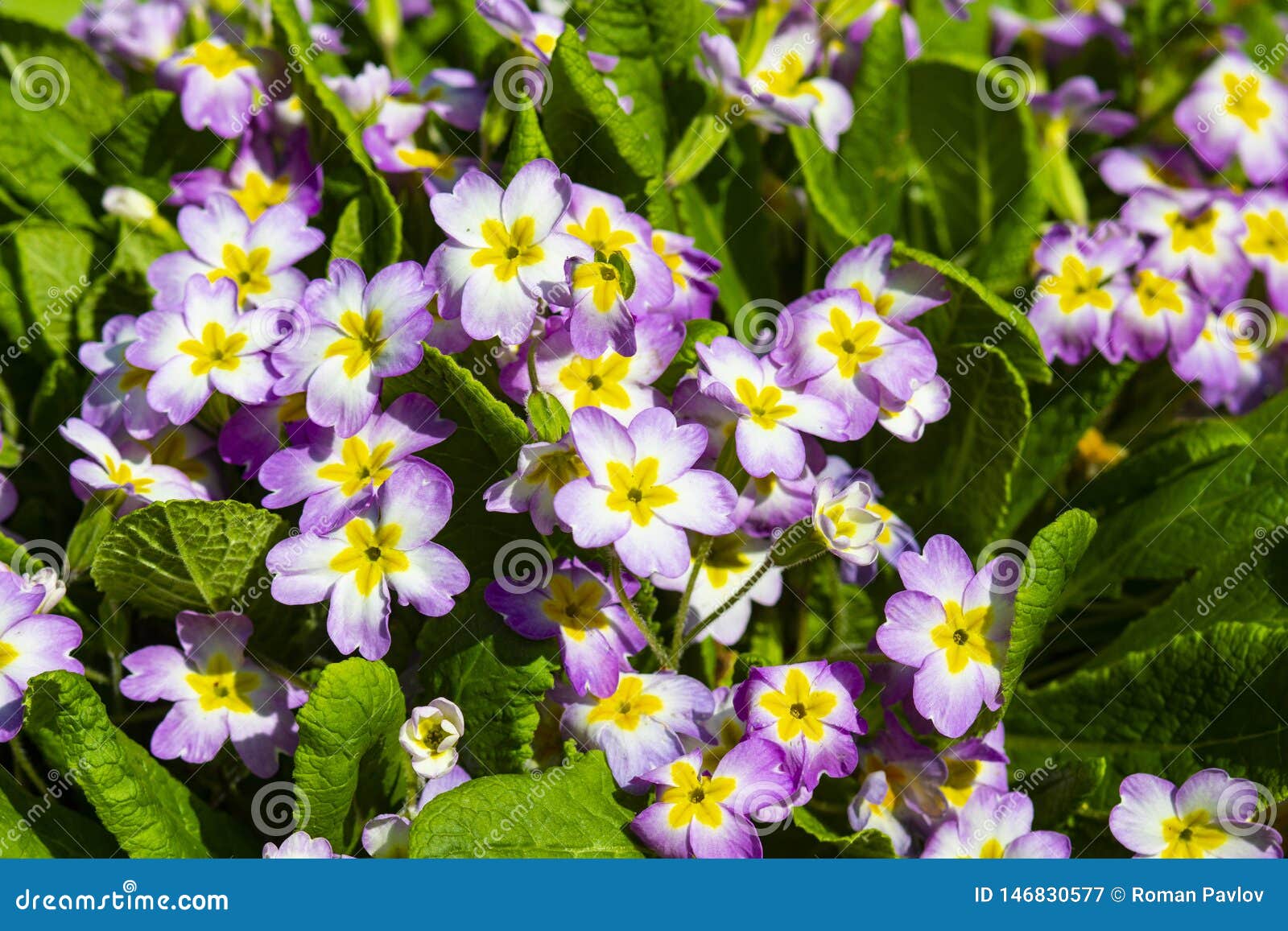Purple Primrose Flowers in the Garden Stock Image - Image of primrose ...