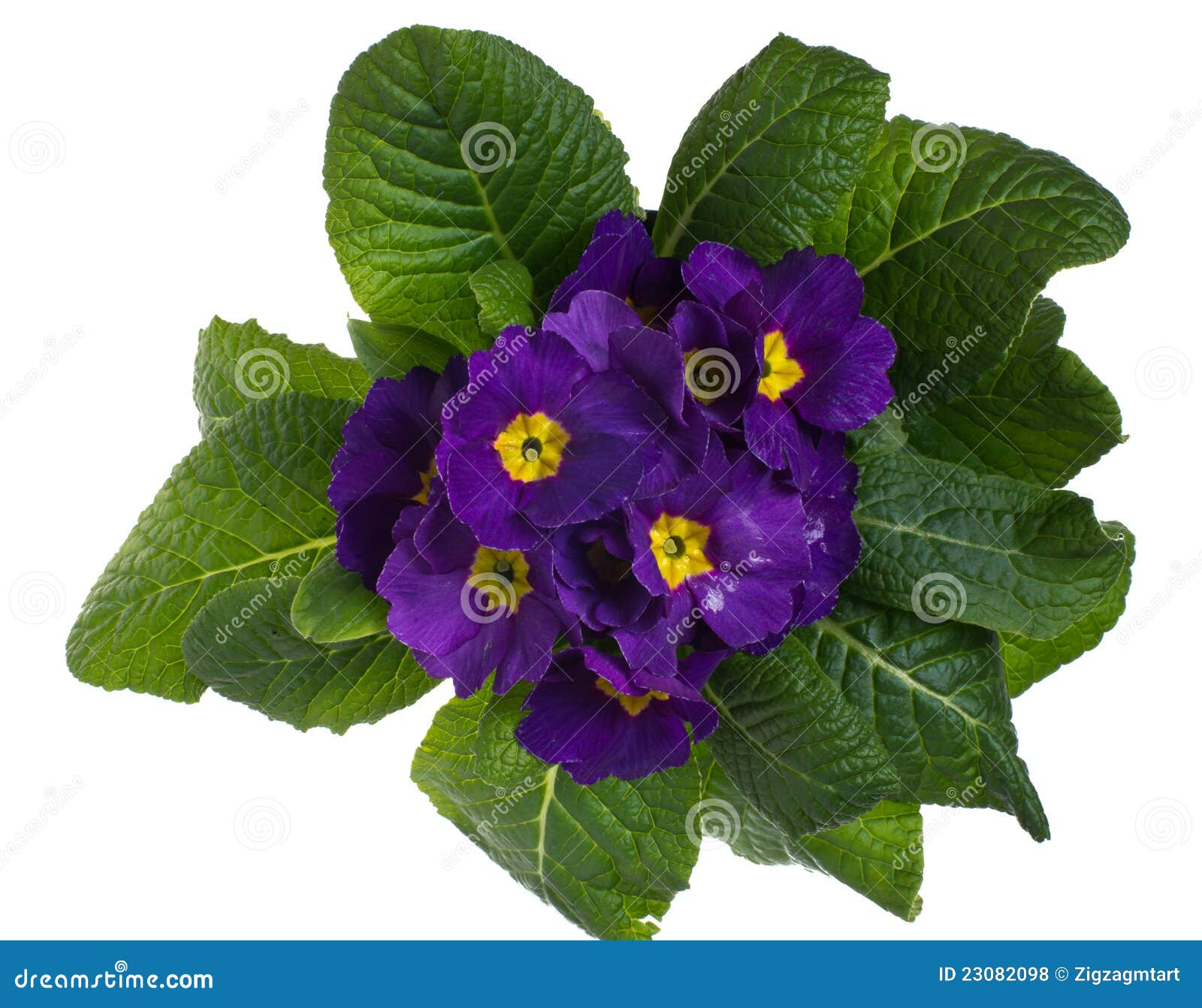 Purple Primrose Isolated on White Stock Photo - Image of petal ...